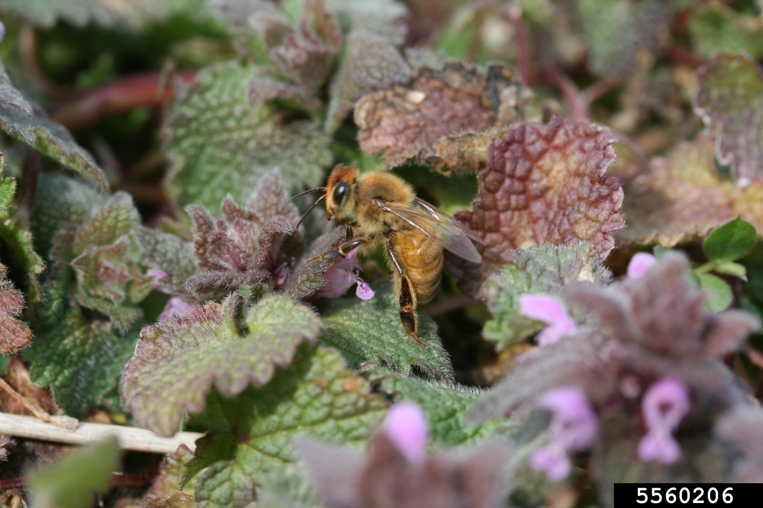 honey bee, Apis mellifera (Hymenoptera: Apidae) - 5560206
