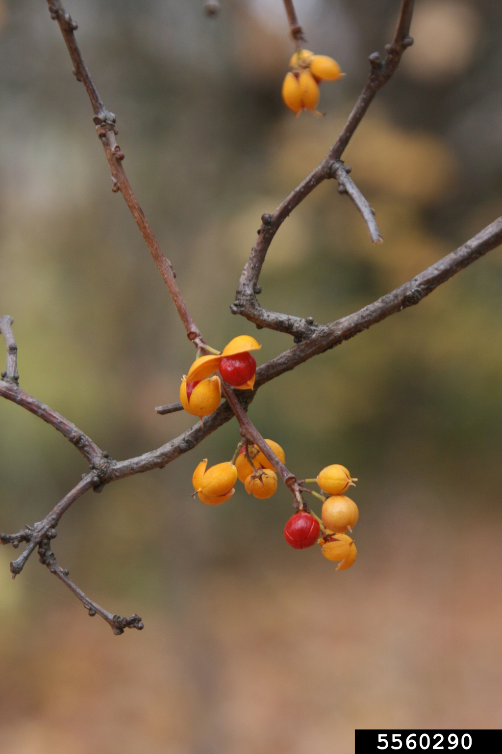 round leaf bittersweet (Celastrus orbiculatus Thunb.)