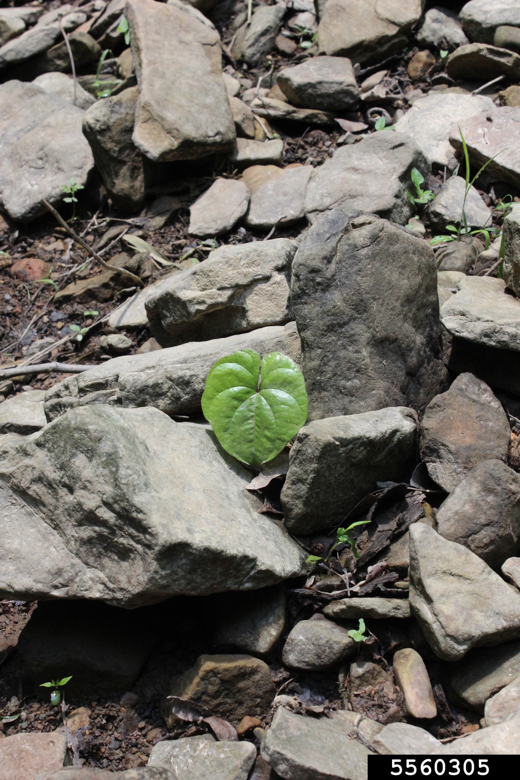 Chinese yam (Dioscorea polystachya Turcz.)