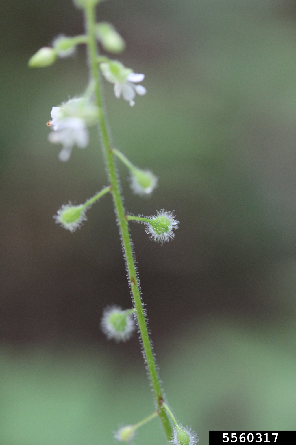 broadleaf enchanter's nightshade (Circaea lutetiana)