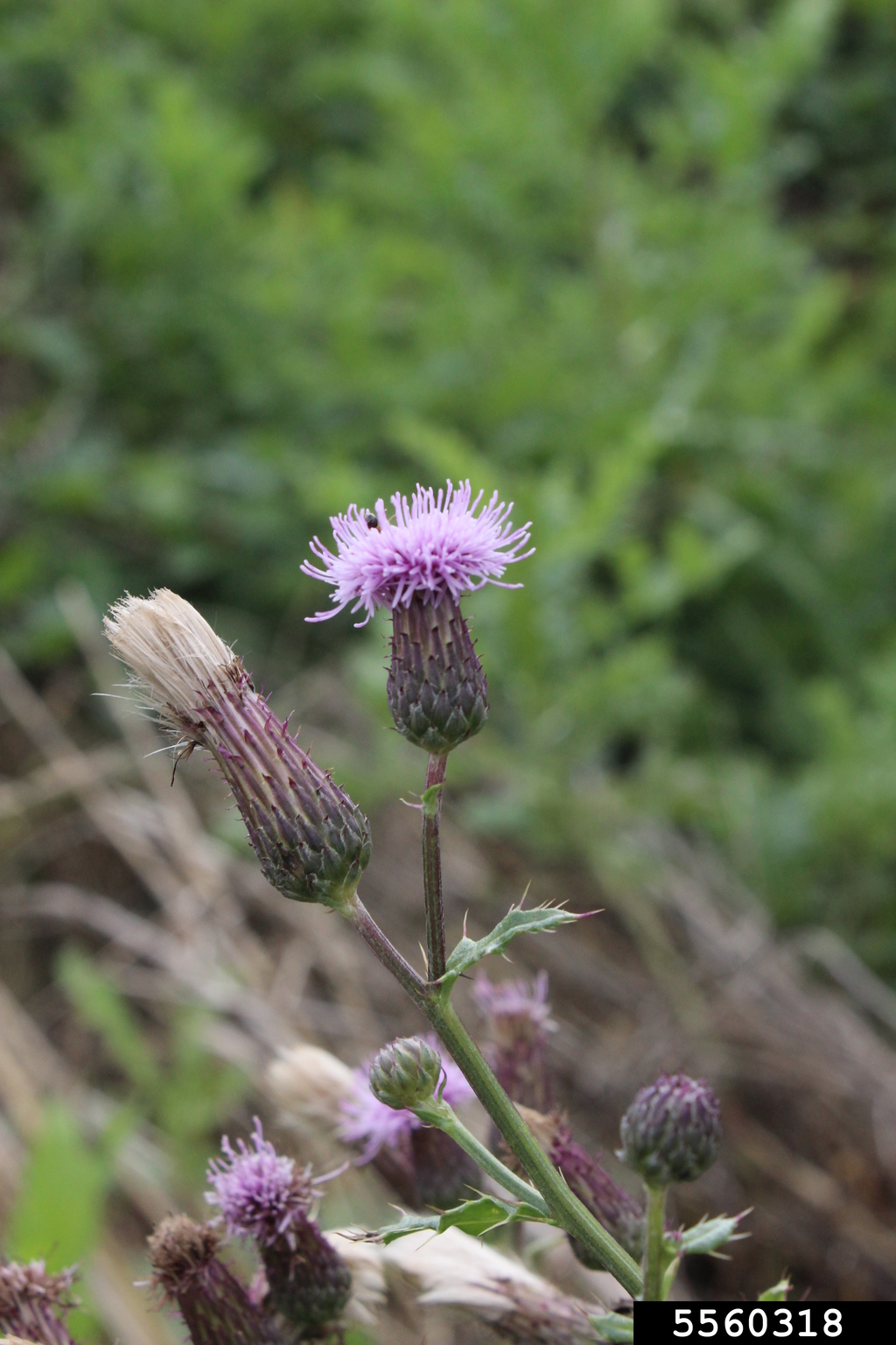 Canada thistle (Cirsium arvense)