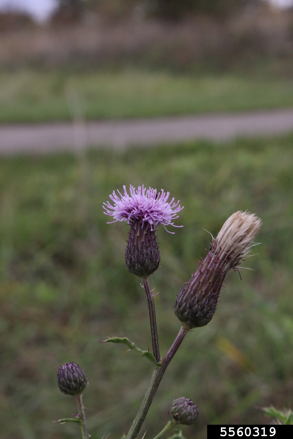 Canada thistle (Cirsium arvense (L.) Scop.)