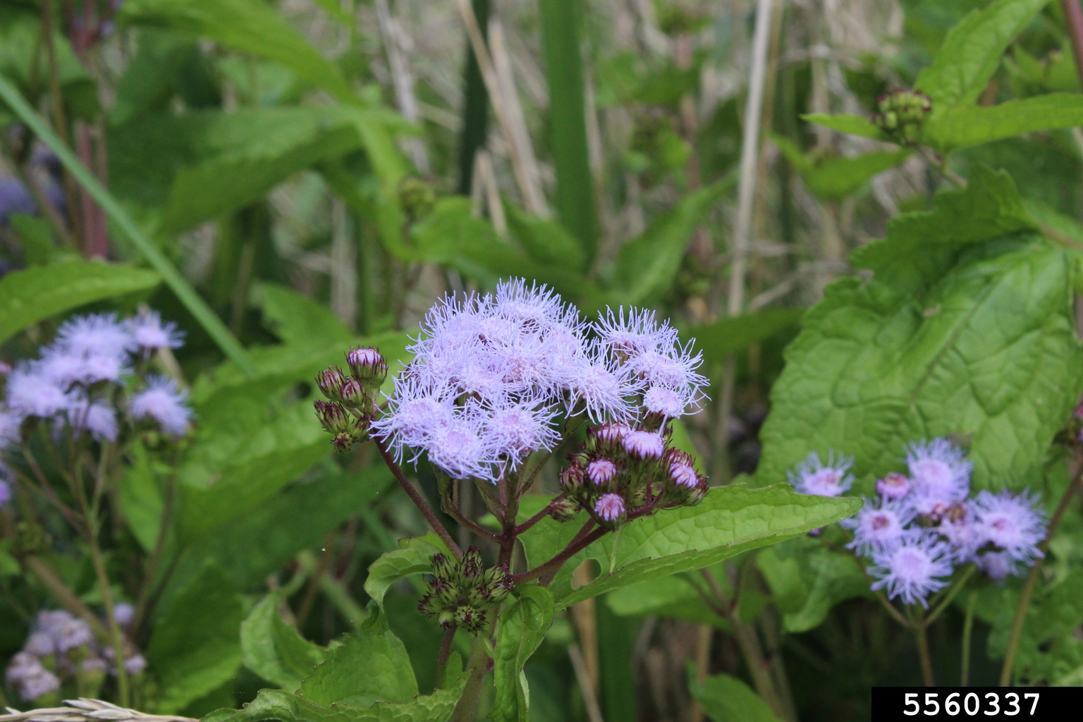 blue mistflower (Conoclinium coelestinum)