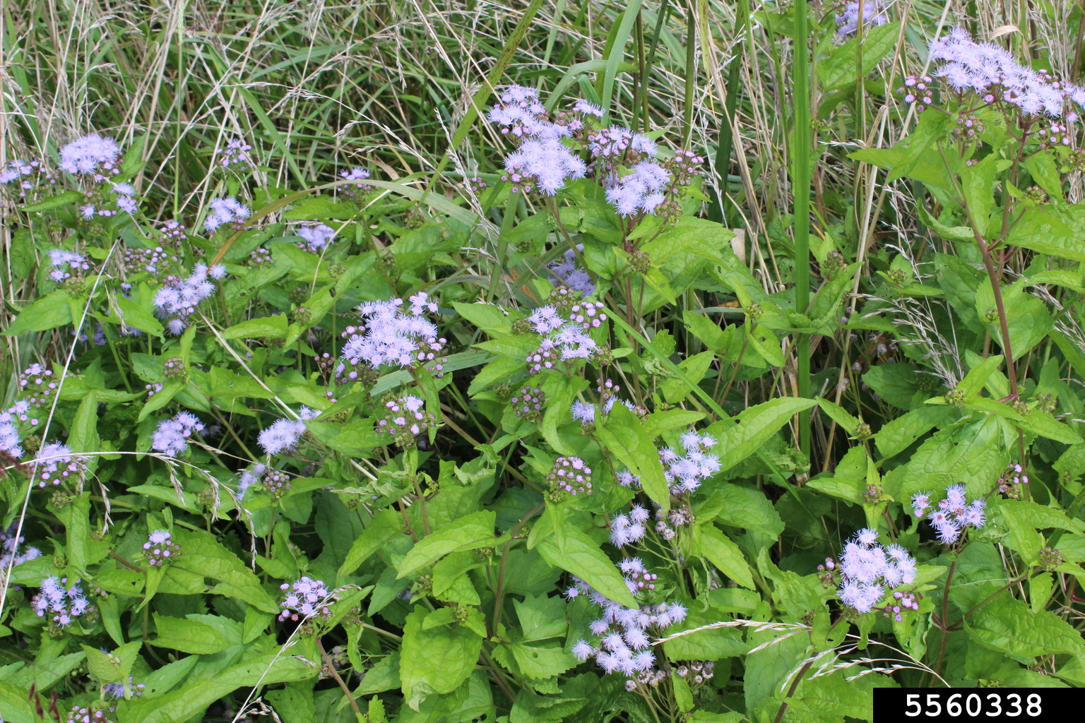 blue mistflower (Conoclinium coelestinum)