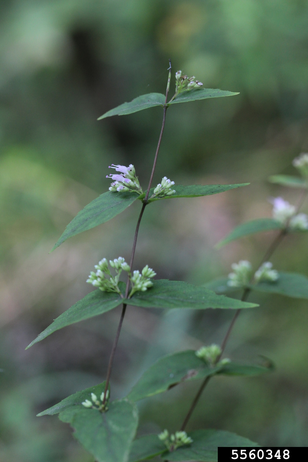 common dittany (Cunila origanoides)