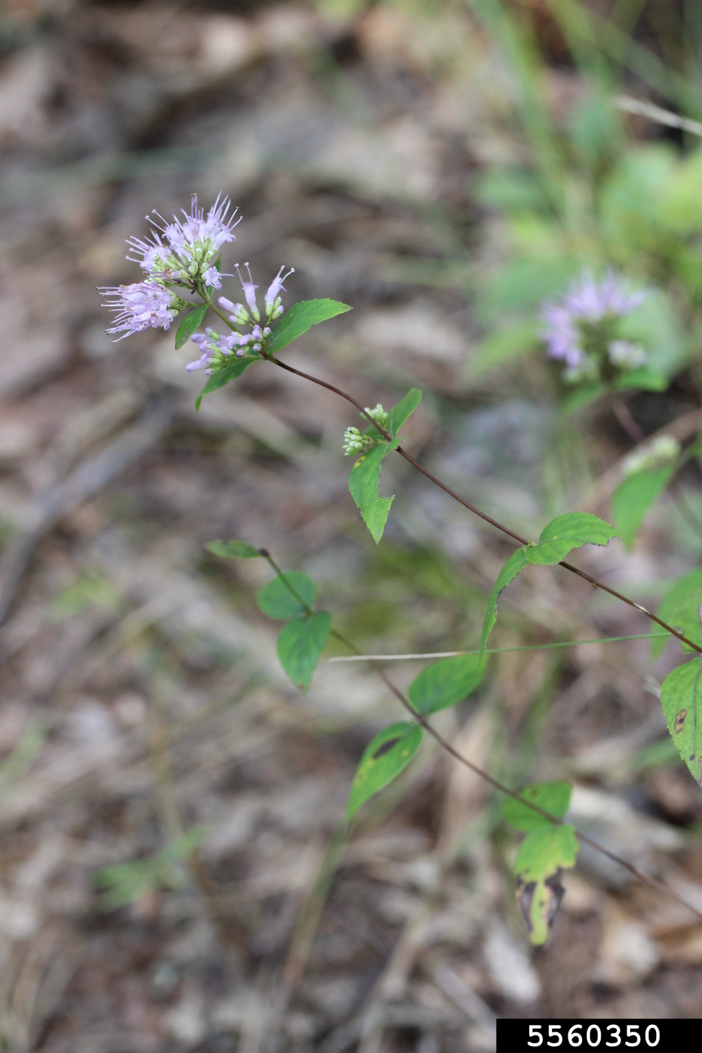 common dittany (Cunila origanoides (L.) Britton)