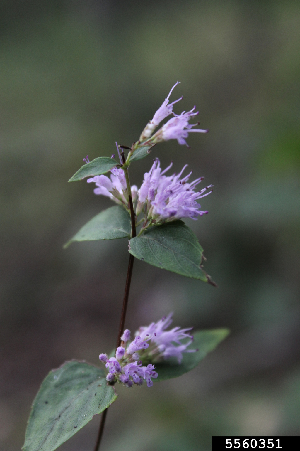 common dittany (Cunila origanoides (L.) Britton)