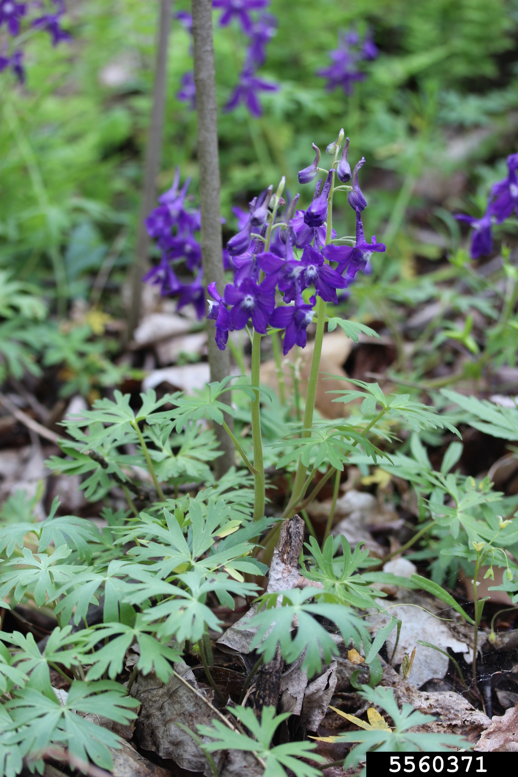 dwarf larkspur (Delphinium tricorne Michx.)