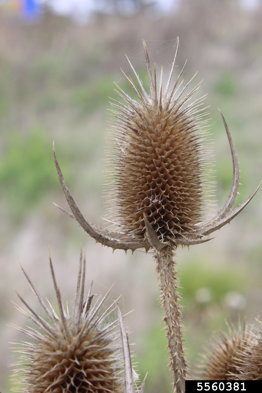 cutleaf teasel (Dipsacus laciniatus)