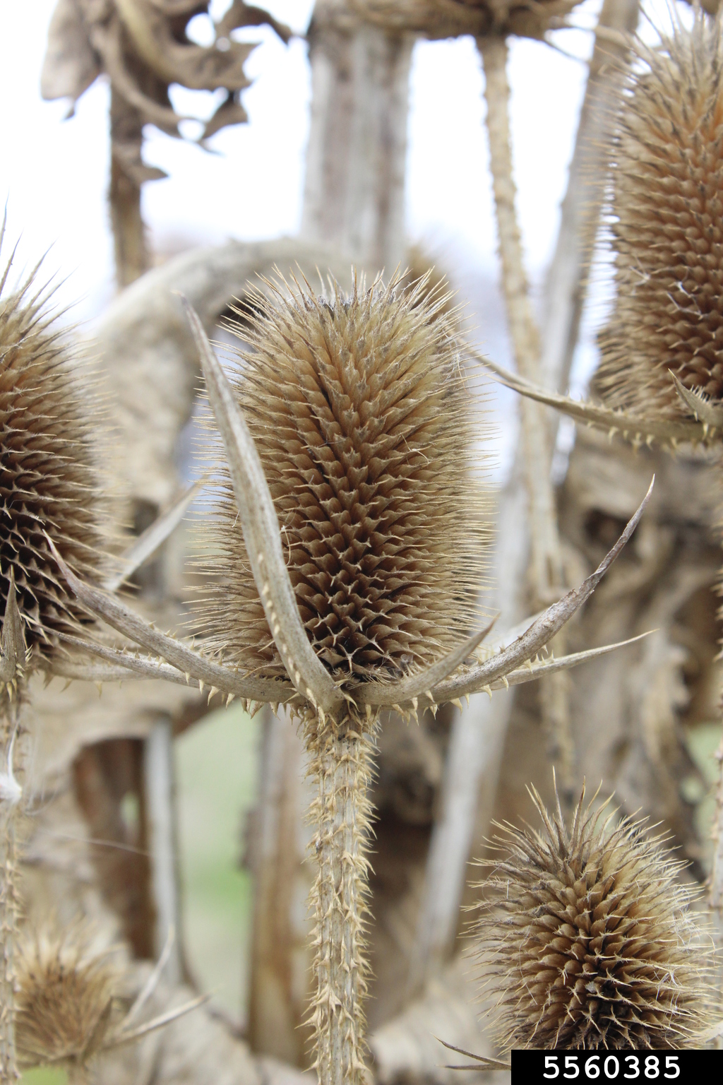 cutleaf teasel (Dipsacus laciniatus L.)