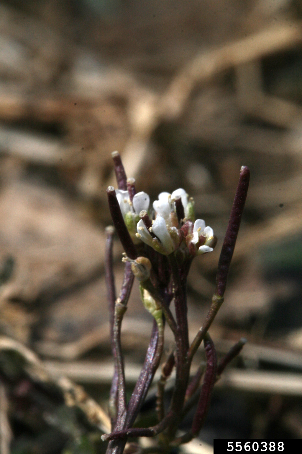 spring whitlowgrass (Draba verna L.)