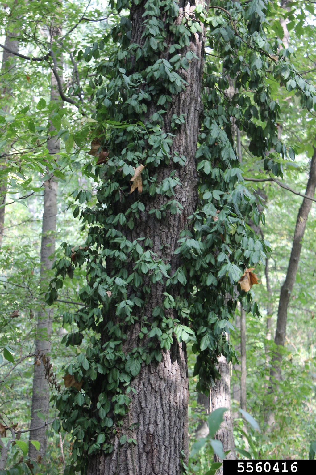 winter creeper (Euonymus fortunei (Turcz.) Hand.-Maz.)