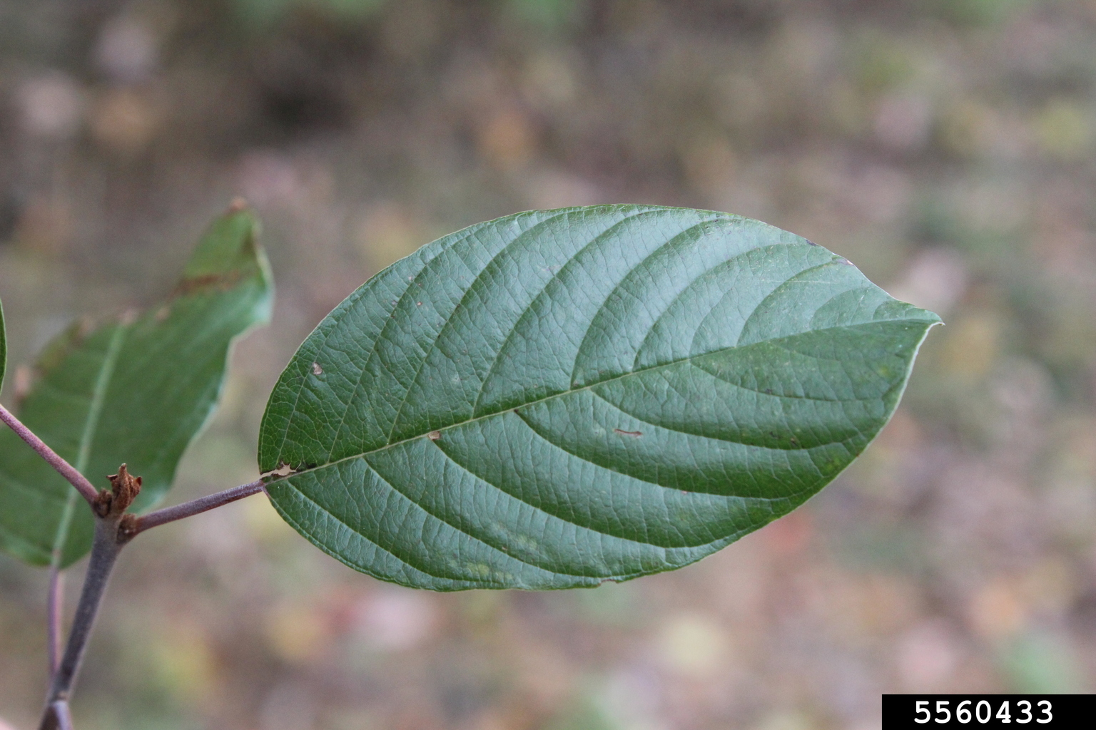 glossy buckthorn (Frangula alnus Mill.)