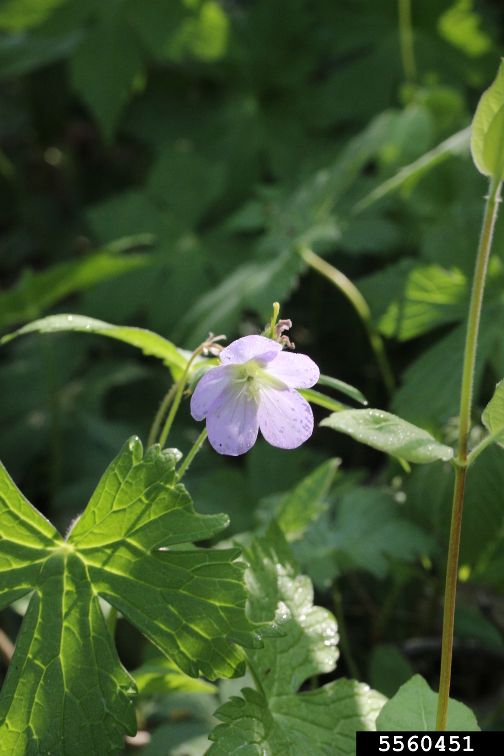 wild geranium (Geranium maculatum L.)