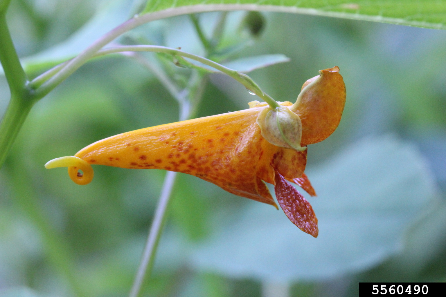 jewelweed (Impatiens capensis Meerb.)