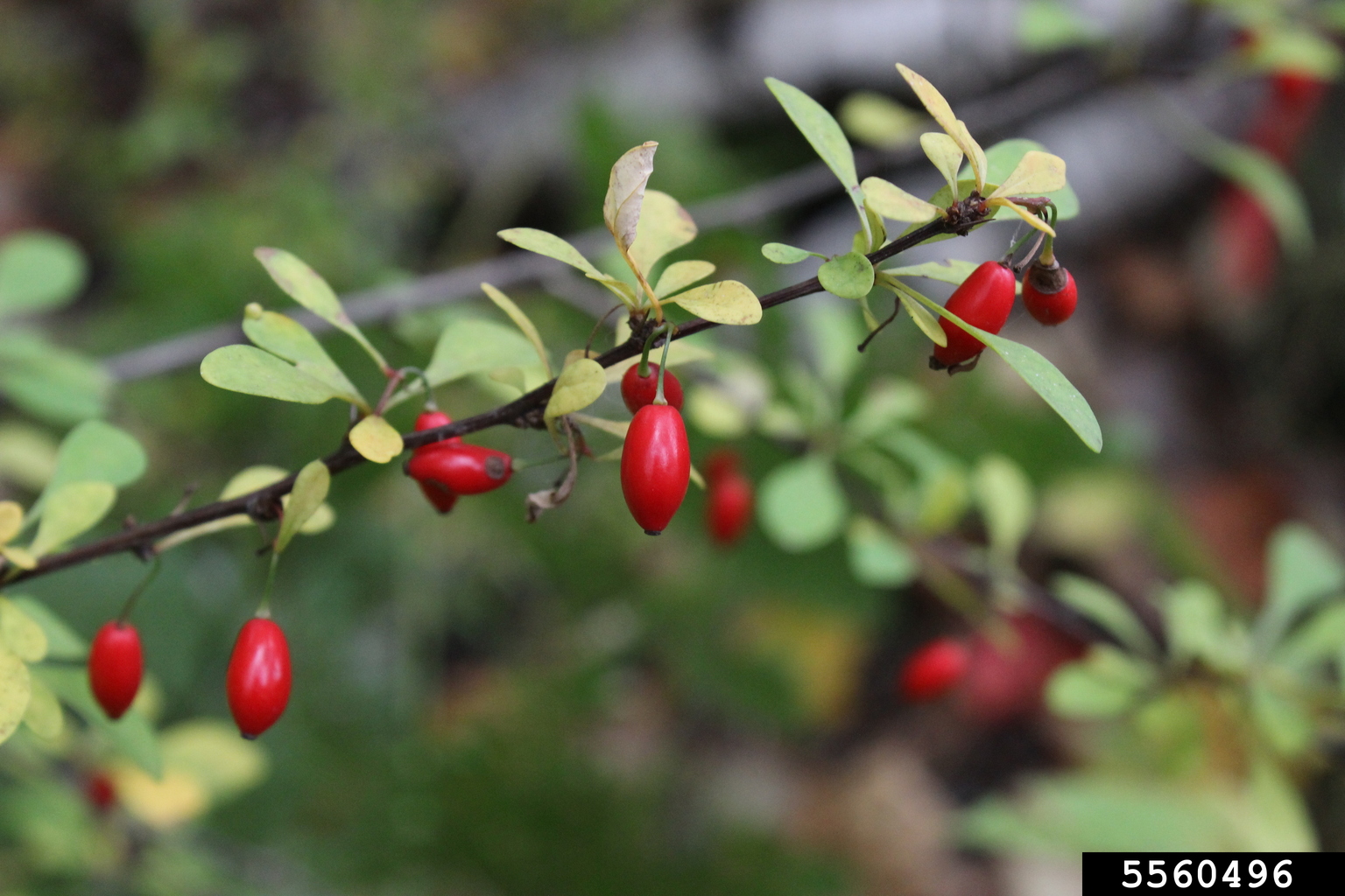 Japanese barberry (Berberis thunbergii)