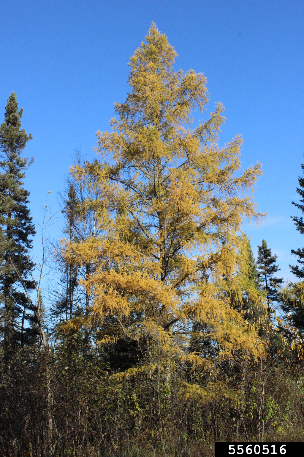 European larch (Larix decidua P. Mill.)