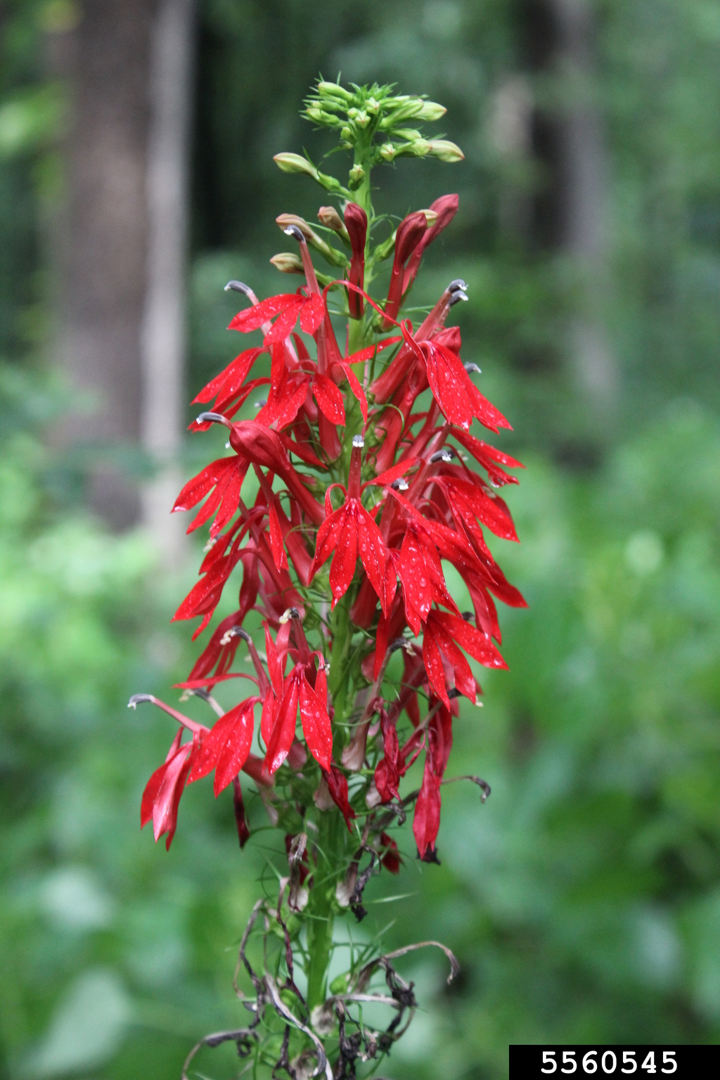 cardinalflower (Lobelia cardinalis)