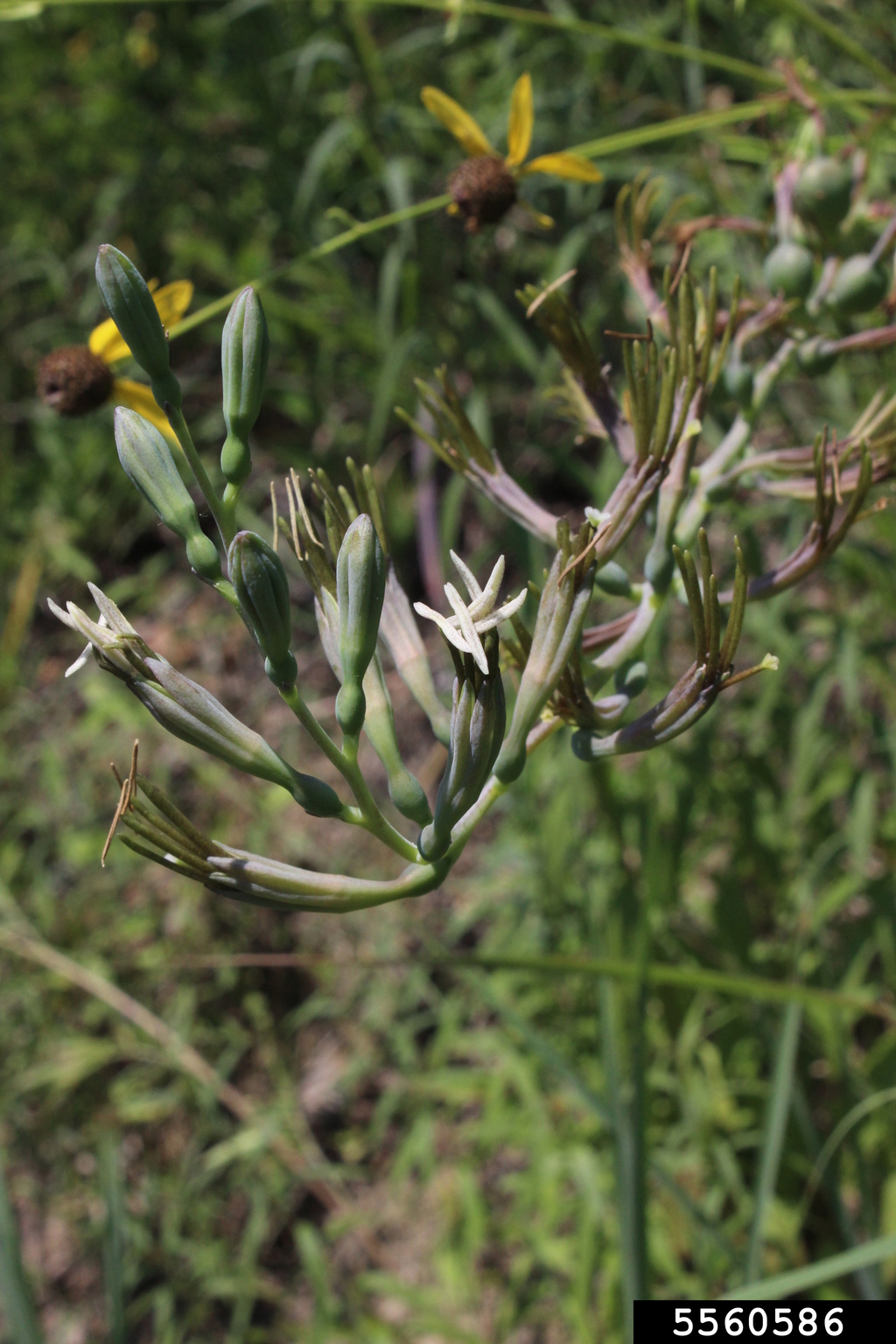 false aloe (Manfreda virginica)