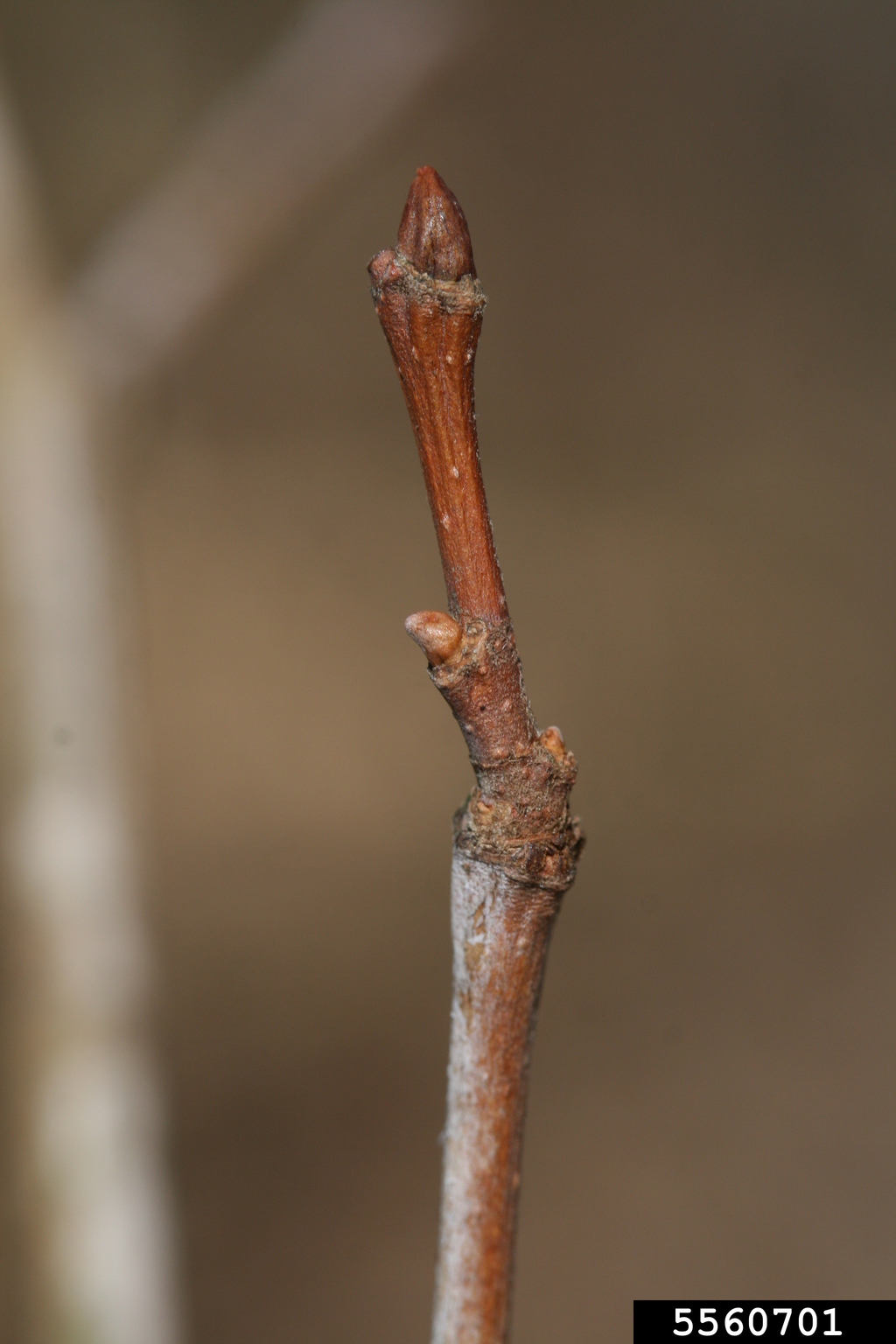 American sycamore (Platanus occidentalis L.)