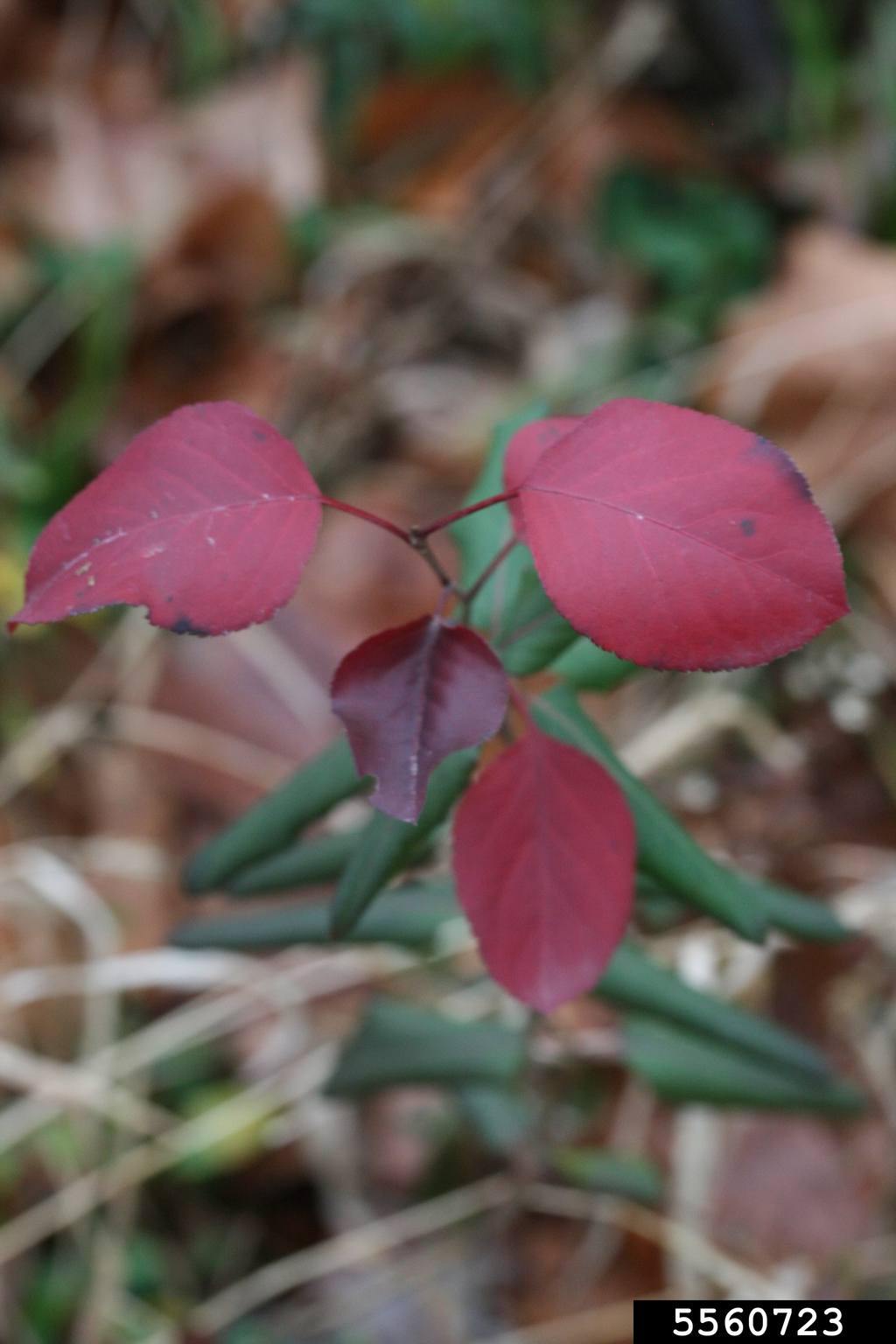 Callery pear (Bradford pear) (Pyrus calleryana Decne.)
