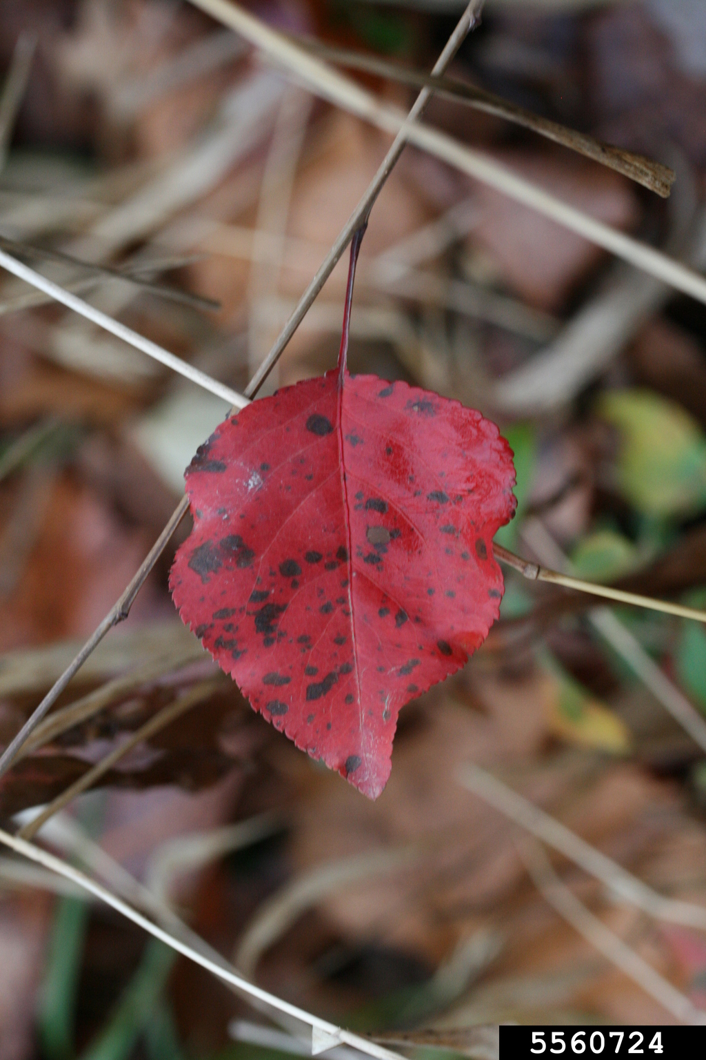 Callery pear (Bradford pear) (Pyrus calleryana Decne.)