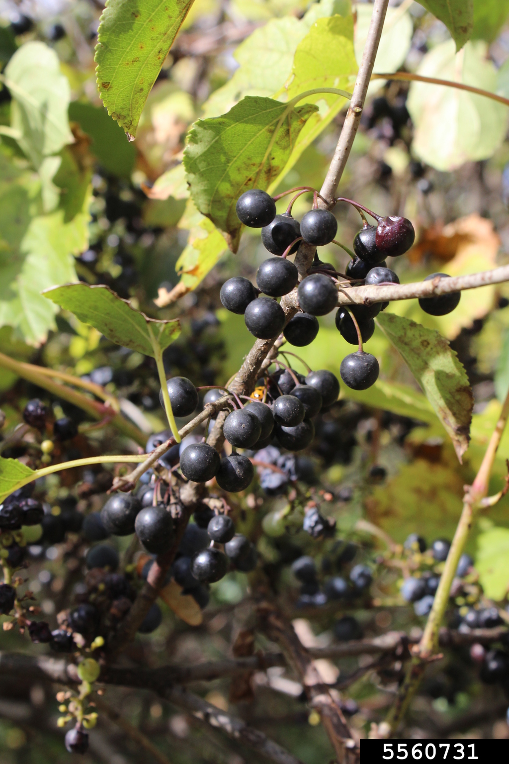common buckthorn, European buckthorn (Rhamnus cathartica L.)