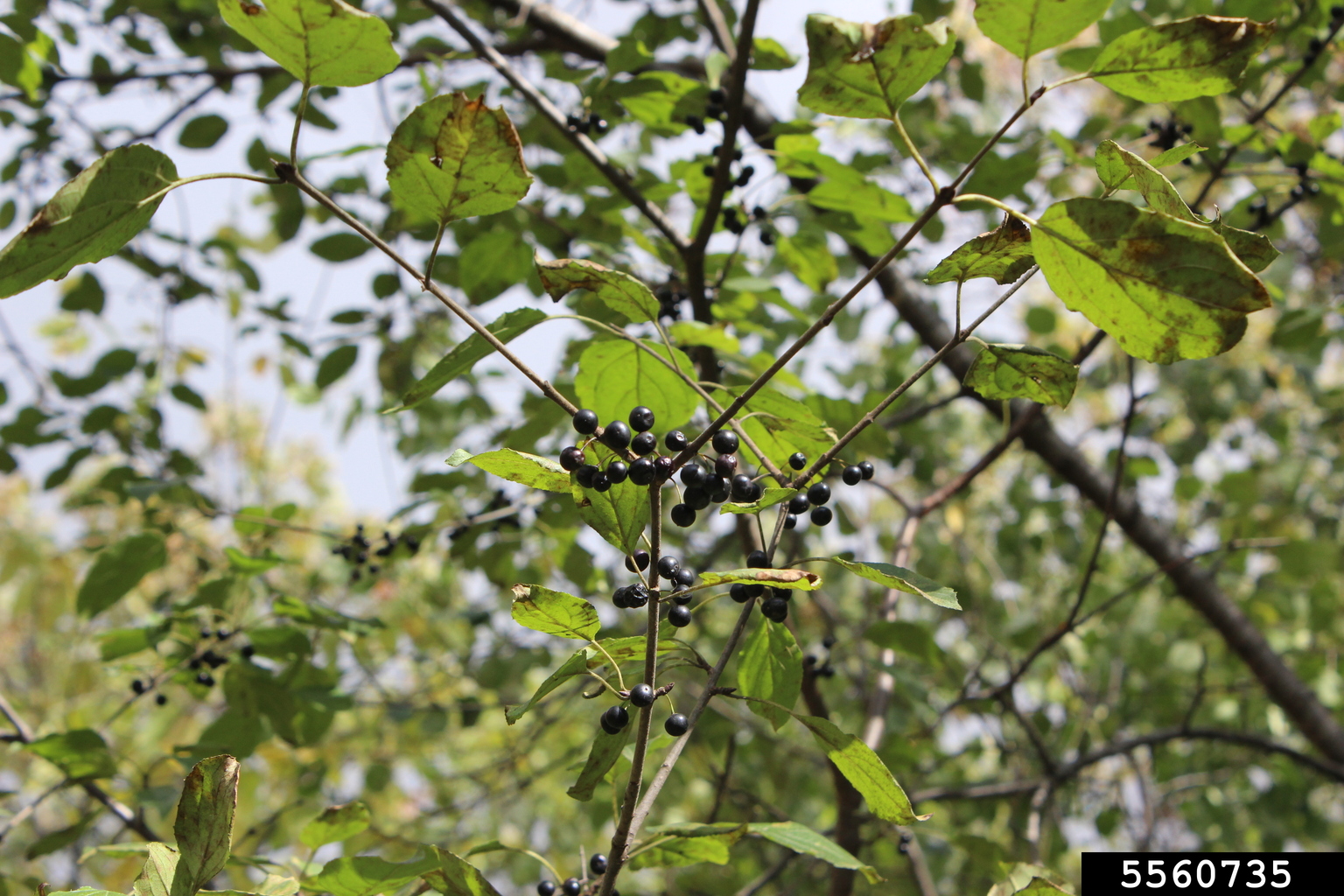 common buckthorn, European buckthorn (Rhamnus cathartica L.)