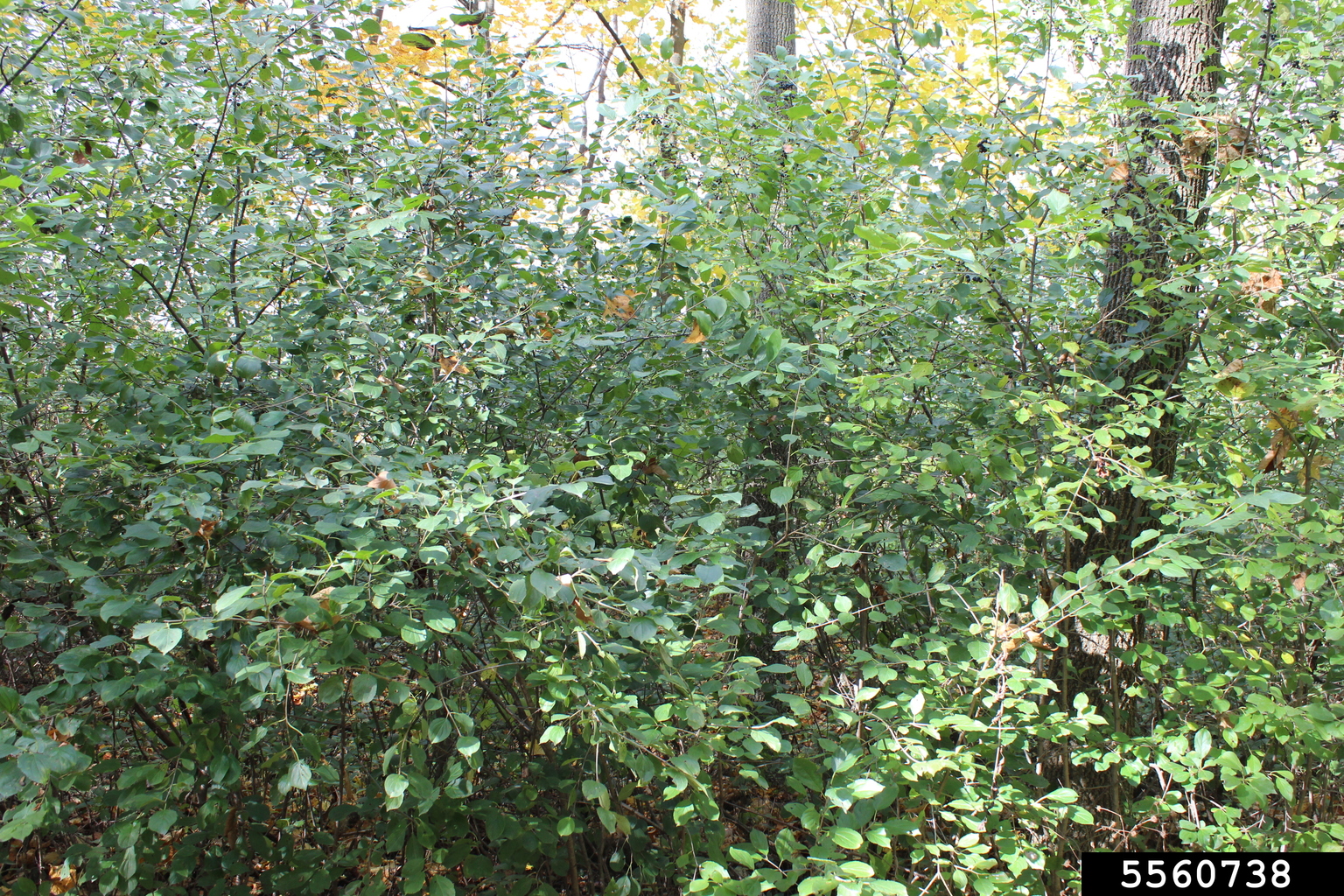 common buckthorn, European buckthorn (Rhamnus cathartica L.)