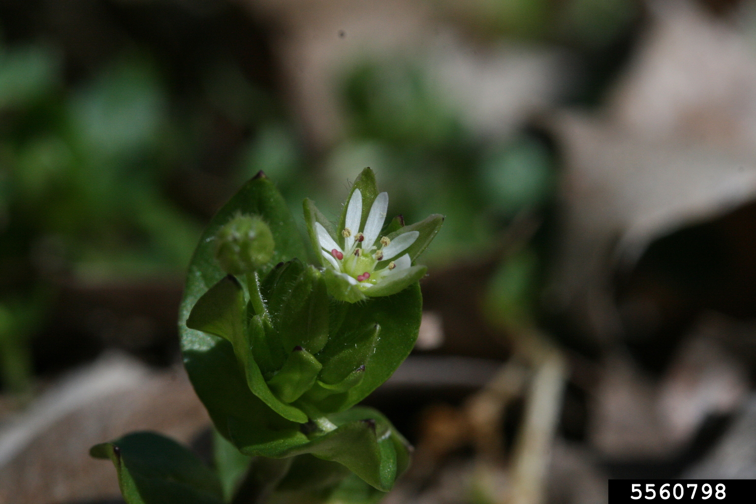 common chickweed, Stellaria media (Caryophyllales: Caryophyllaceae ...