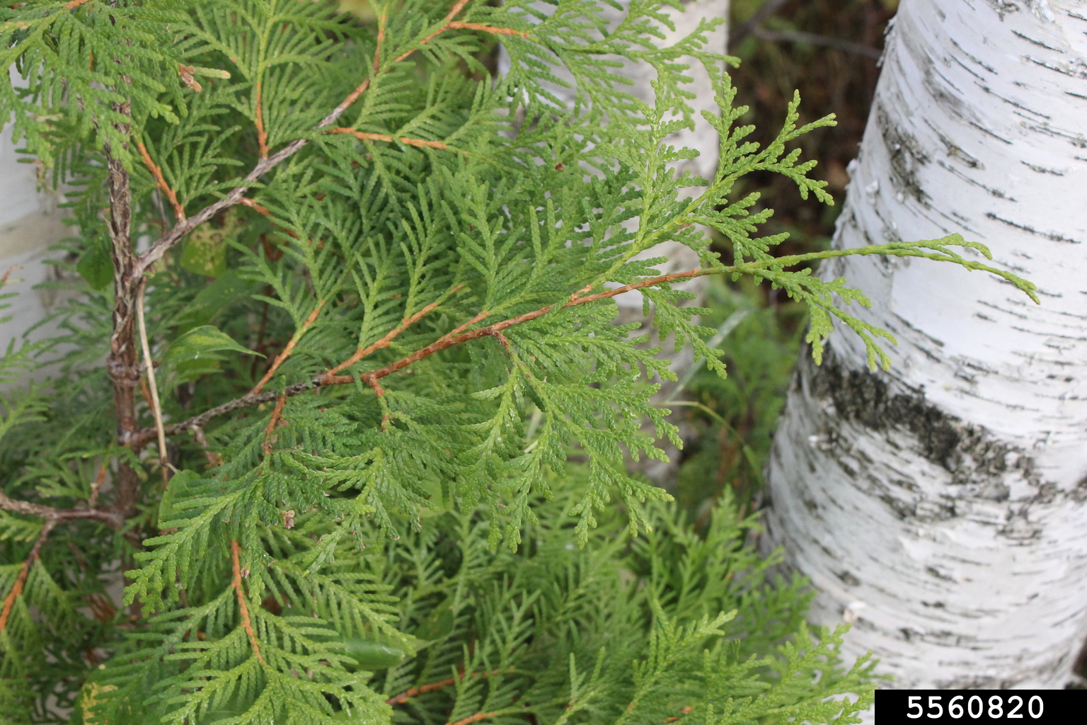 northern white cedar (Thuja occidentalis)
