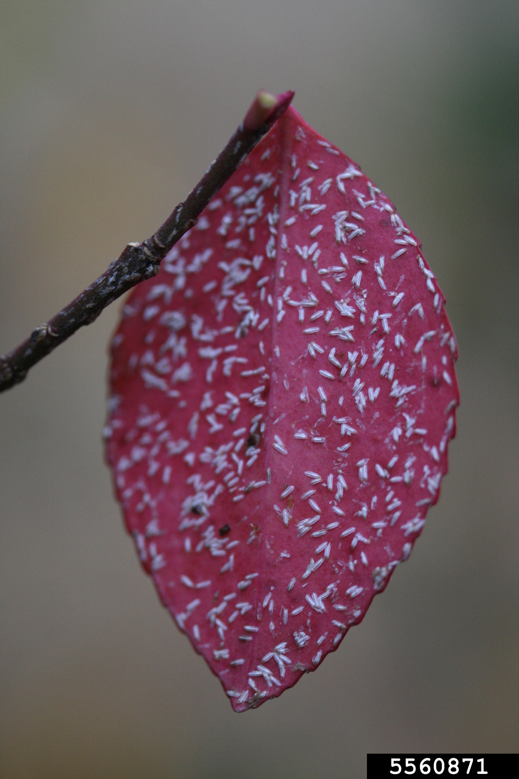 euonymus scale (Unaspis euonymi (Comstock))