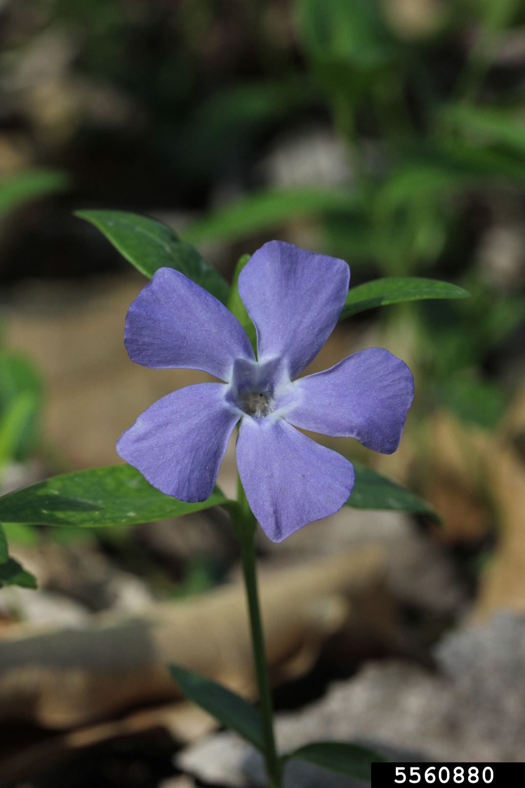 common periwinkle (Vinca minor)