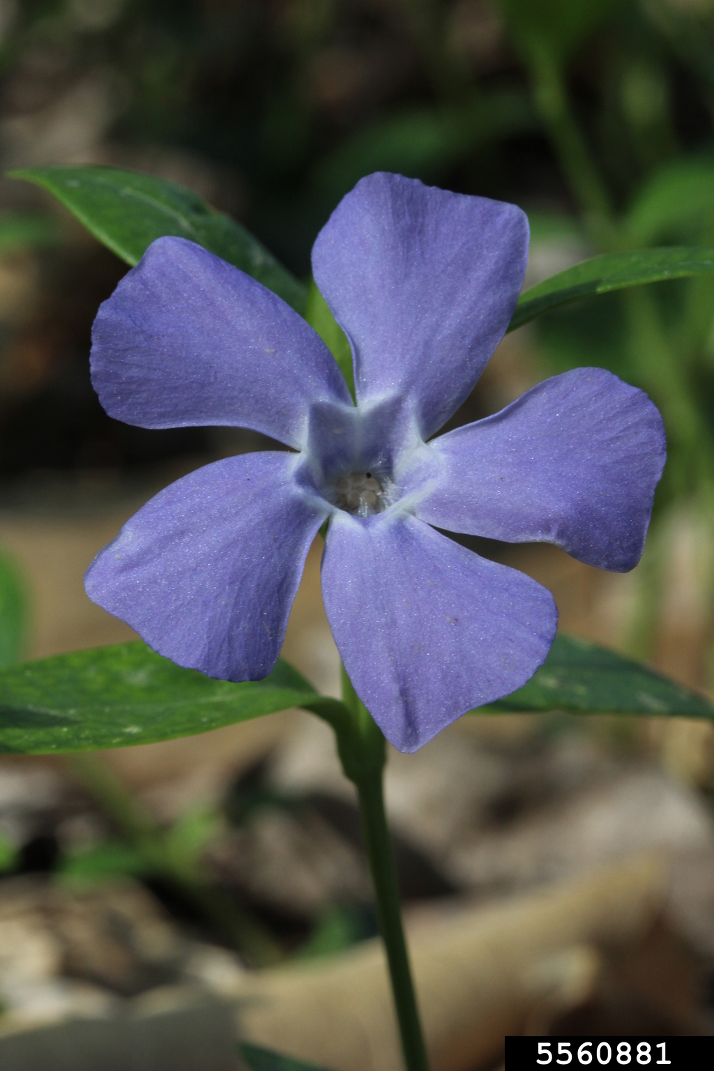 common periwinkle (Vinca minor L.)