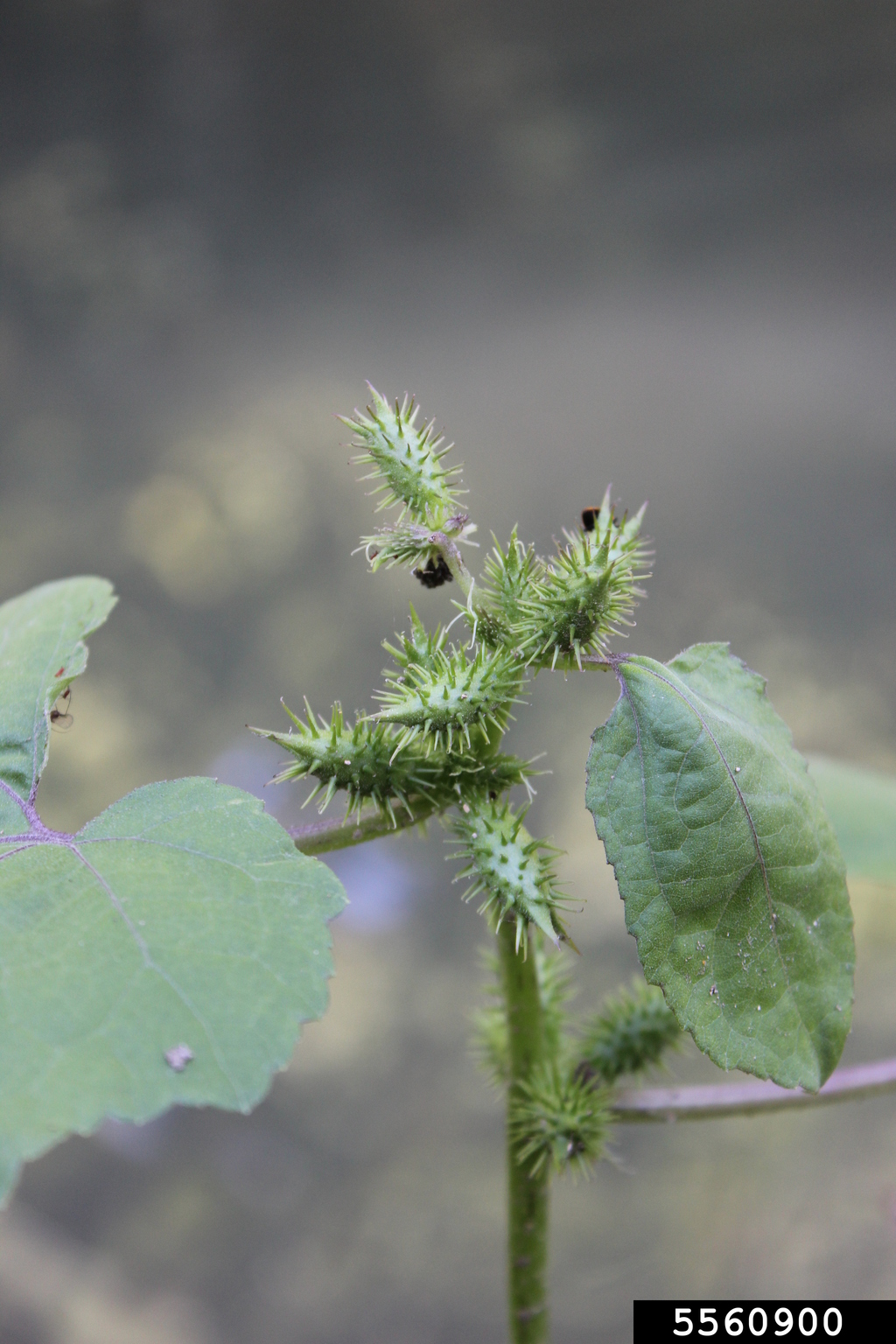 common cocklebur (Xanthium strumarium L.)