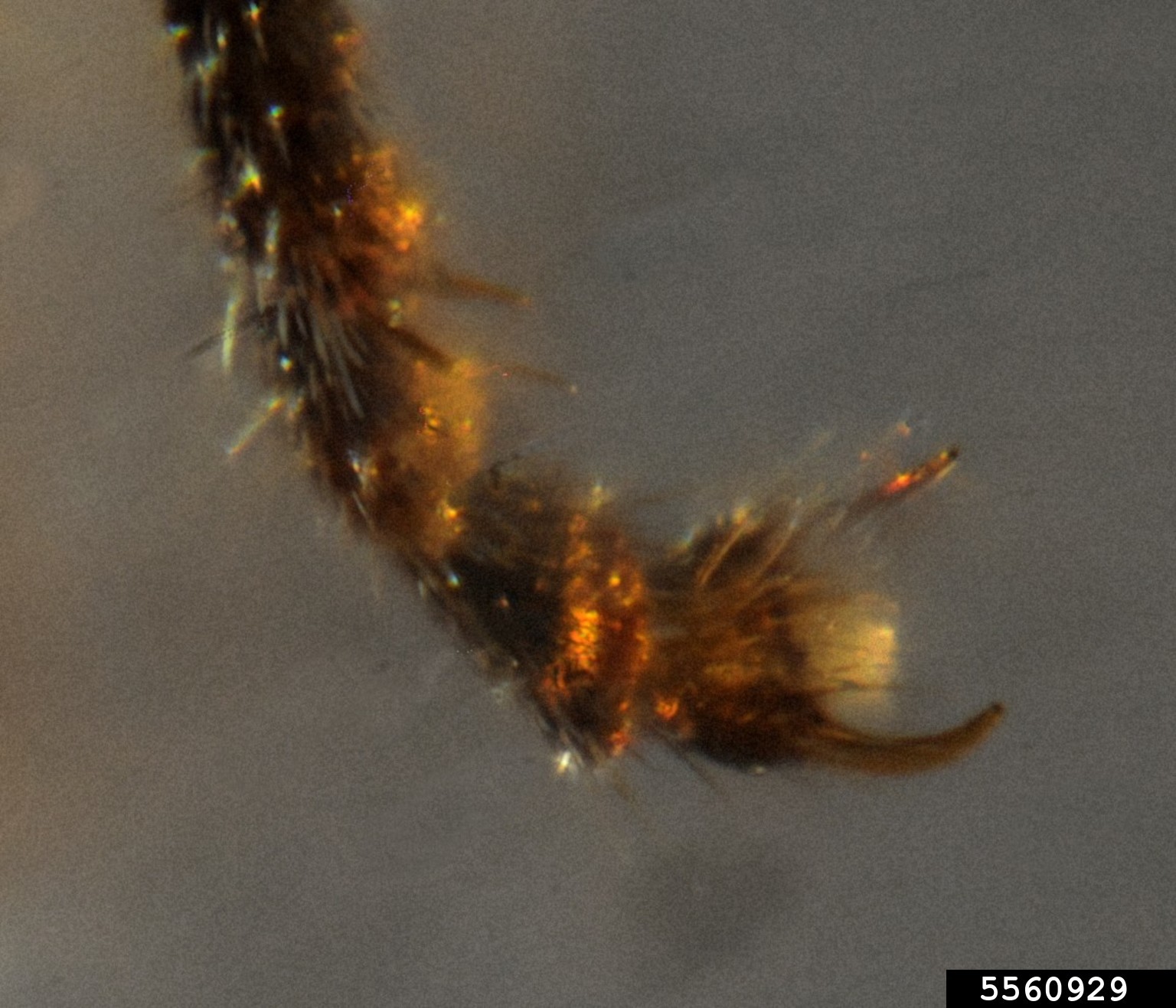 ants (Family Formicidae Latreille, 1802)