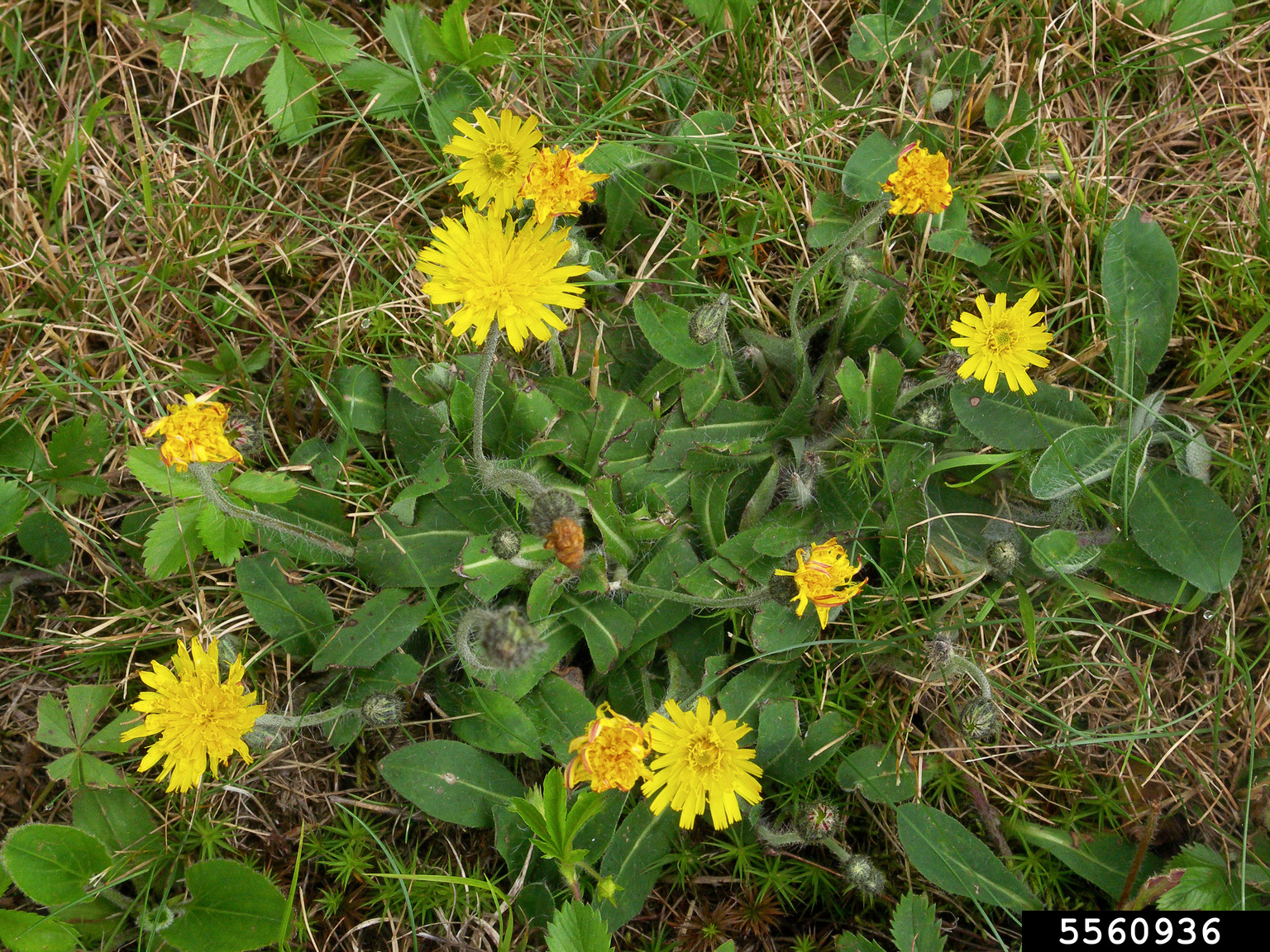 mouse-eared hawkweed (Pilosella officinarum Vaillant)