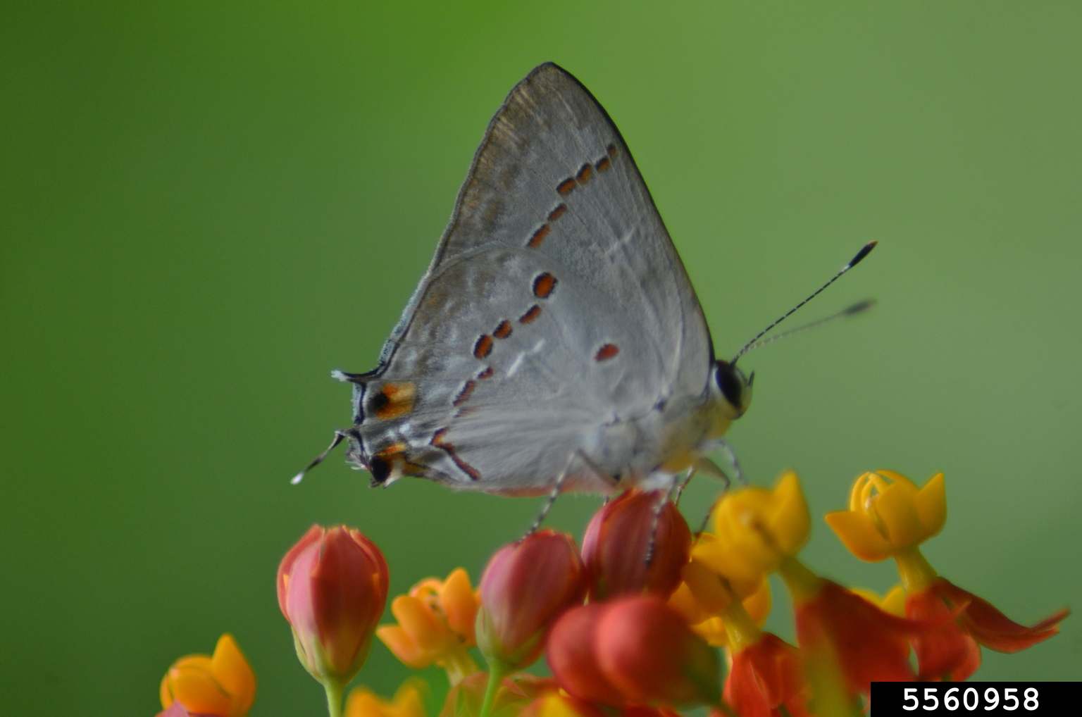 pineapple borer (Genus Strymon)