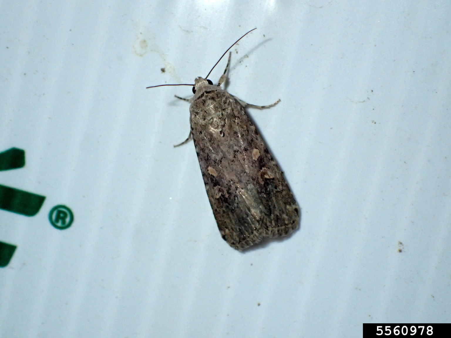 beet armyworm (Spodoptera exigua (Hübner, 1808))