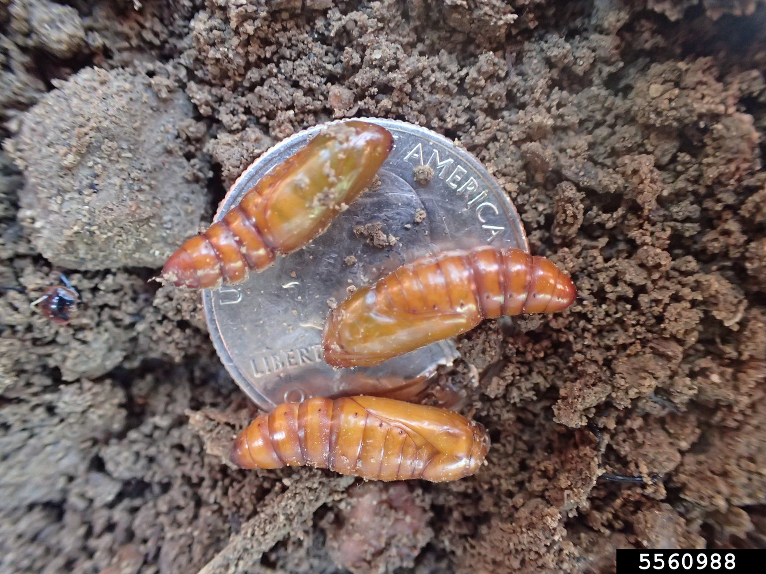 subflexus straw moth (Chloridea subflexa (Guenée, 1852))