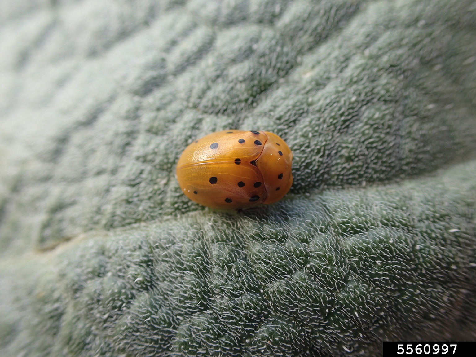 argus tortoise beetle (Chelymorpha cassidea (Fabricius, 1775))