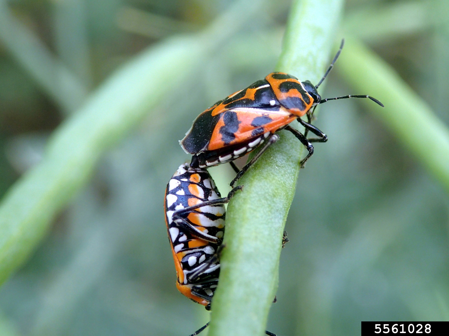 harlequin bug (Murgantia histrionica)