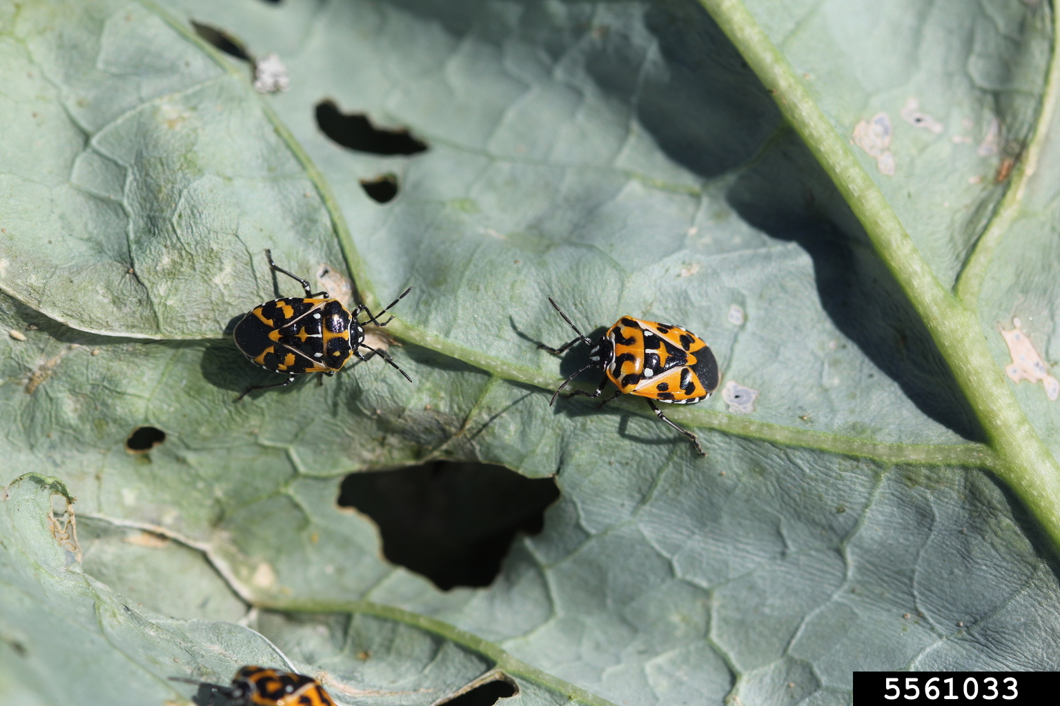 harlequin bug (Murgantia histrionica)