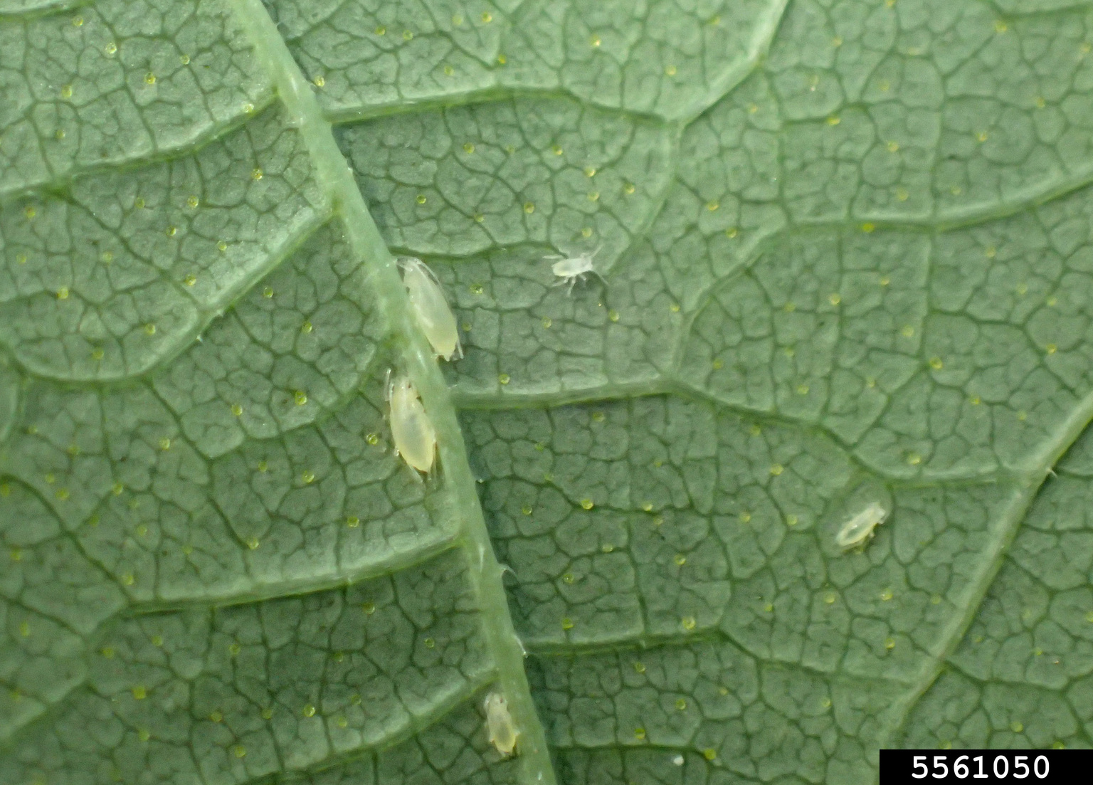 hop aphid (Phorodon humuli (Schrank, 1801))