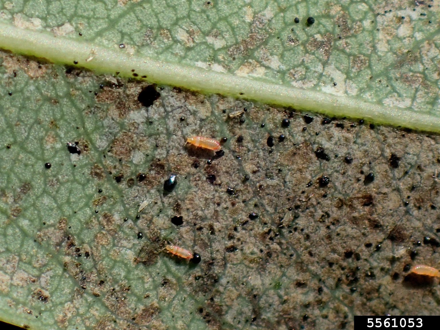 bean thrips (Caliothrips fasciatus)