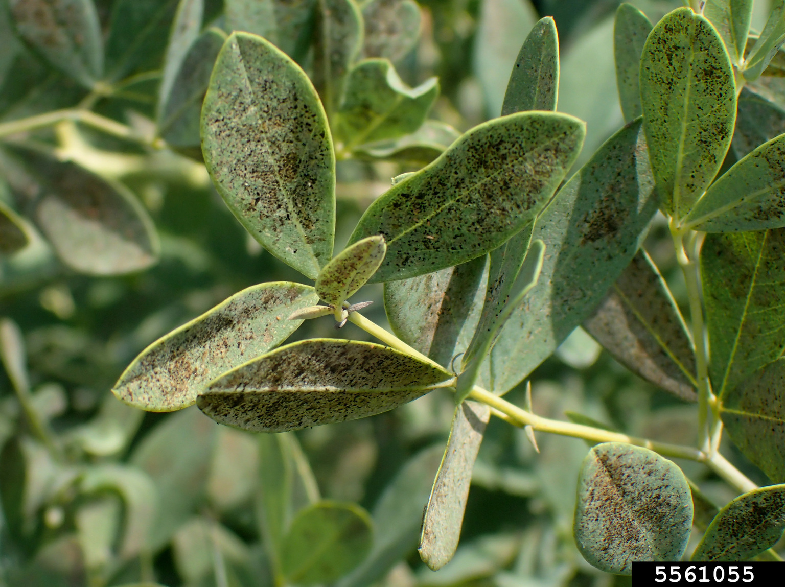 bean thrips (Caliothrips fasciatus)
