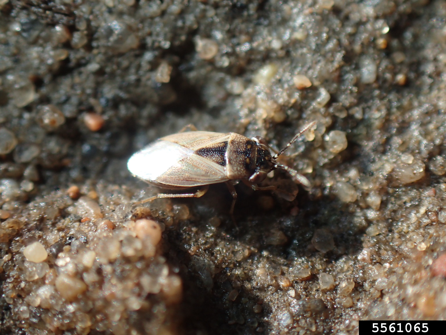 bigeyed bugs (Geocoris punctipes)
