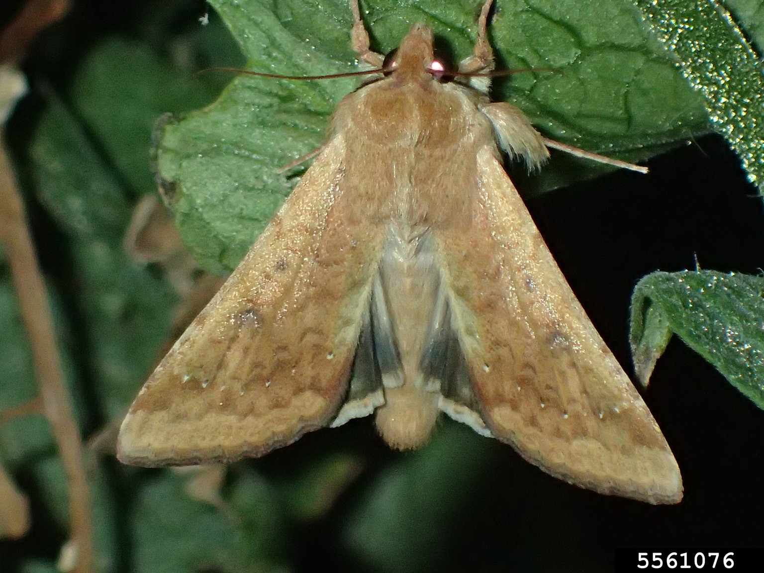 corn earworm, tomato fruitworm (Helicoverpa zea)