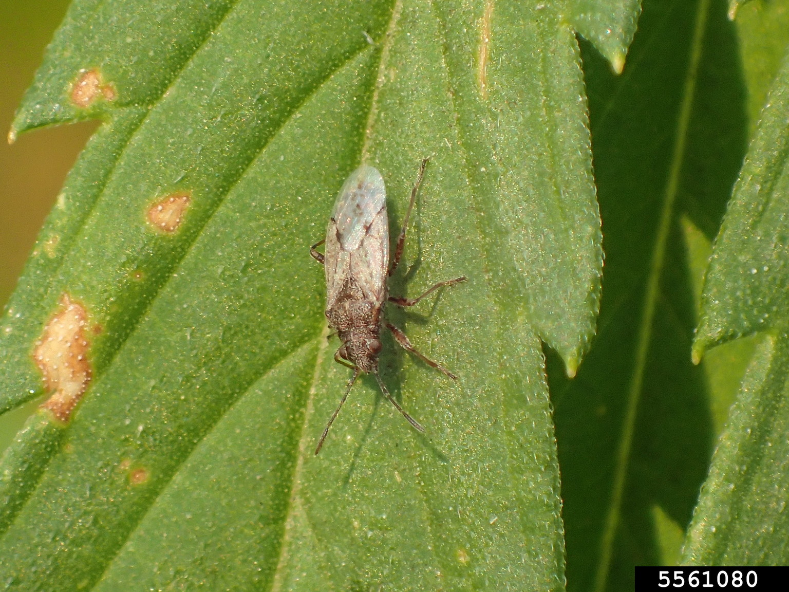 seed bugs (Genus Nysius)