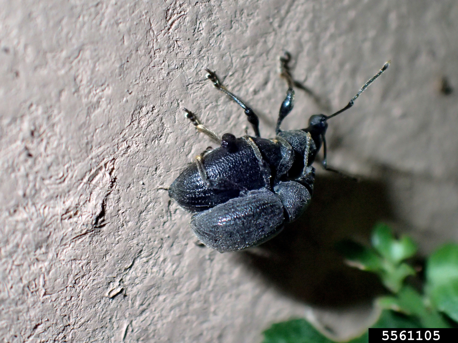 lilac root weevil (Otiorhynchus meridionalis)